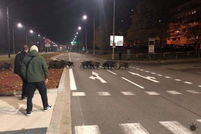 Mestá menia správanie zvierat. Robia ich odvážnejšími aj agresívnejšími ...